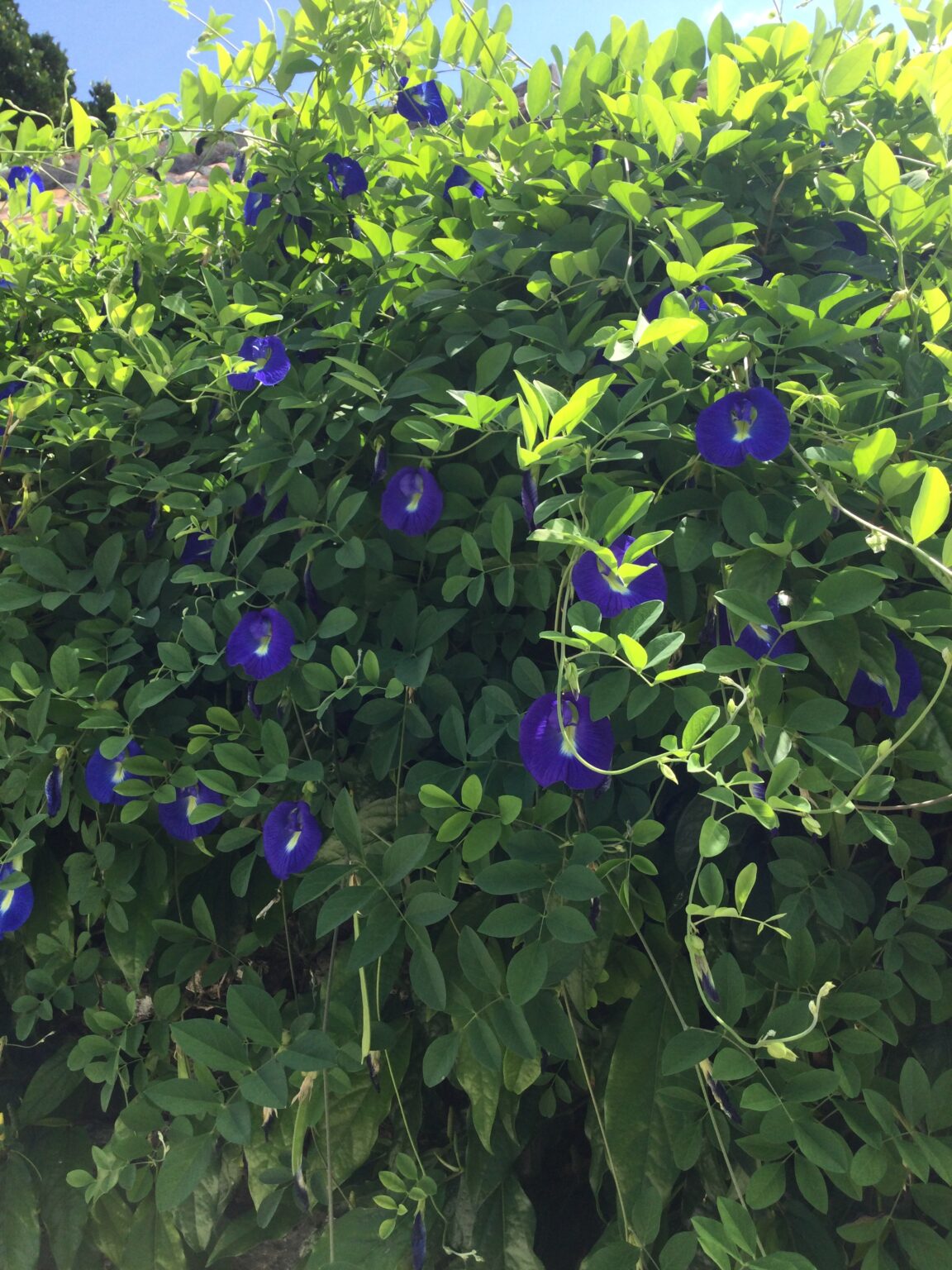 『女の事情』（竹富島③） | ☆うさこの水の惑星探検日記☆